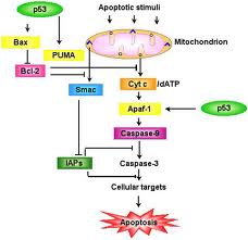 Dottore Vincenzo Piazza - Specialista Endocrinologo - Apoptosi nella ...